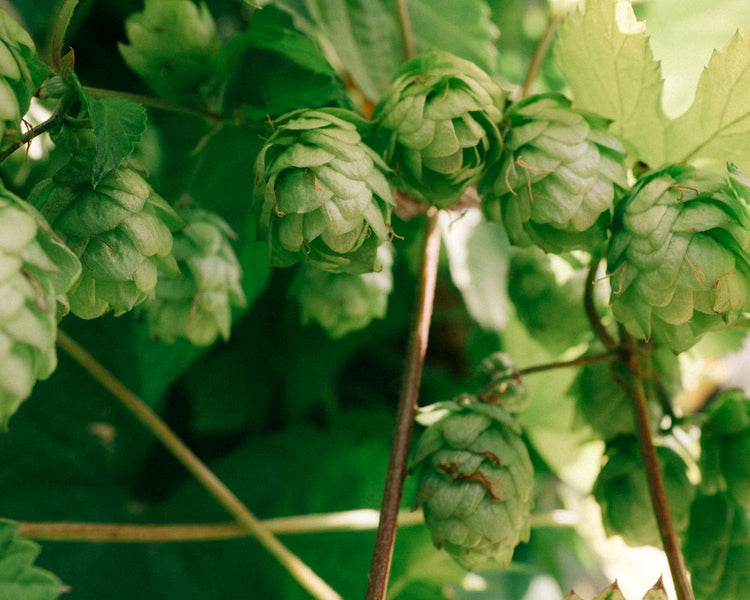 Houblonnière Lupuline Hop Yard | Chapeau, Québec