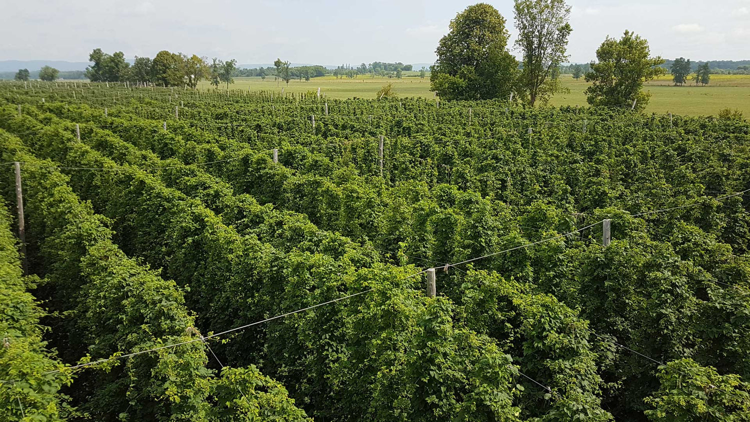 Notre histoire – Lupuline